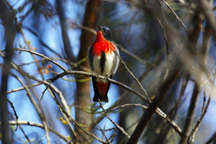 Mistletoebird | Western Australian Museum